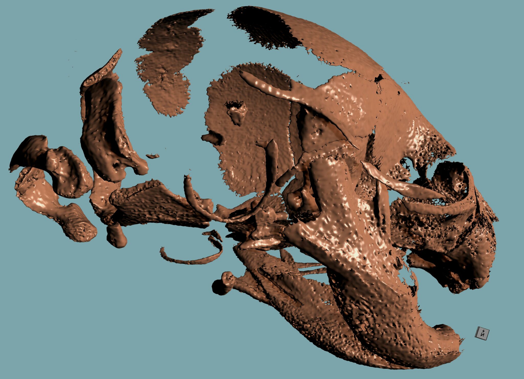 Investigating a developing mouse skull using Micro-CT - Surface Science ...